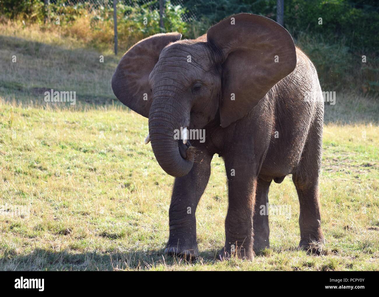 Safari Park Animals Stock Photo - Alamy