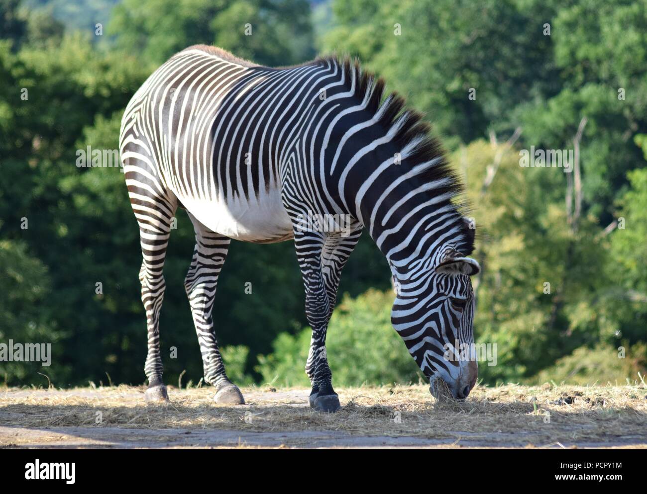 Safari Park Animals Stock Photo - Alamy