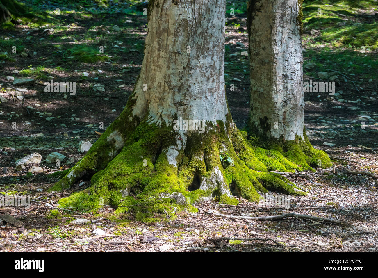 Moss covered tree roots in the forest, Okatse Stock Photo - Alamy