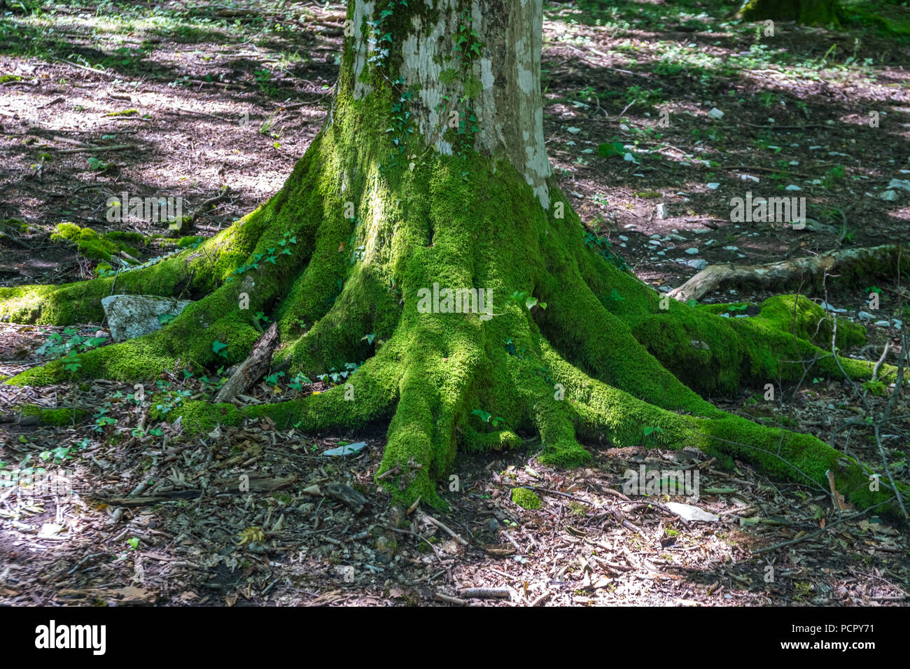 Moss covered tree roots in the forest, Okatse Stock Photo - Alamy