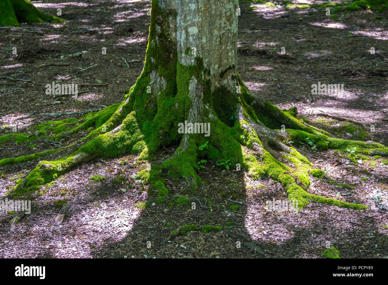 Moss covered tree roots in the forest, Okatse Stock Photo - Alamy