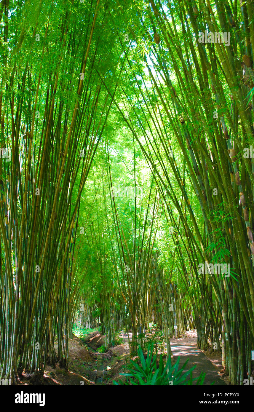 Bamboo Forest with a path in the middle of it Stock Photo - Alamy