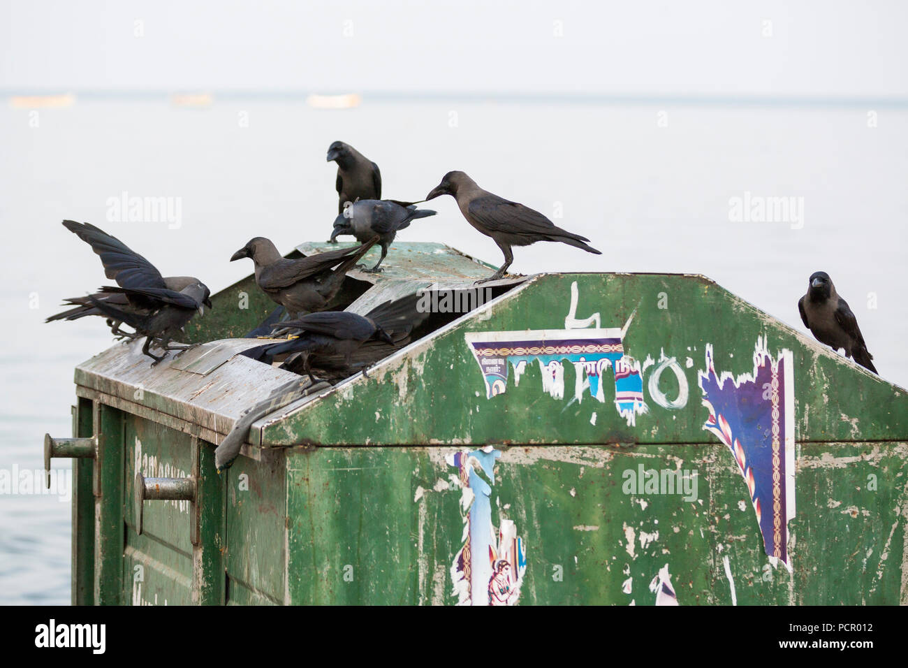 Crowds of crows are swarming with food on the bin Stock Photo - Alamy