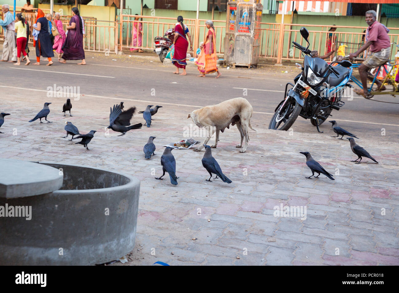 Crowds of crows are swarming with food on the road near a dog eating ...