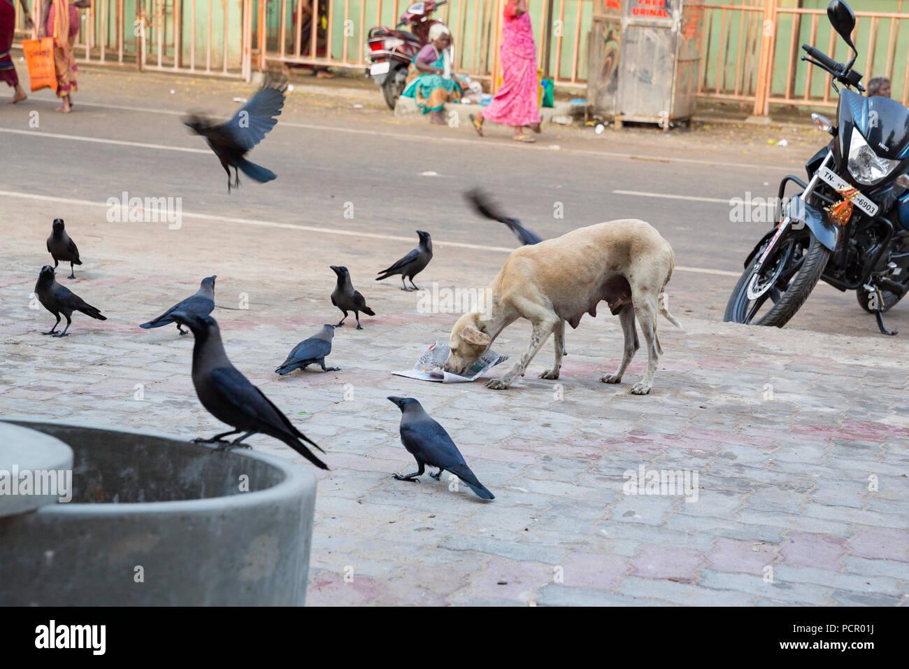 Indian crow on beach hi-res stock photography and images - Alamy