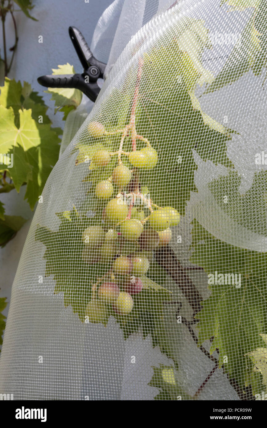 Grapes on a vine covered with fruit netting held by clips to protect ...