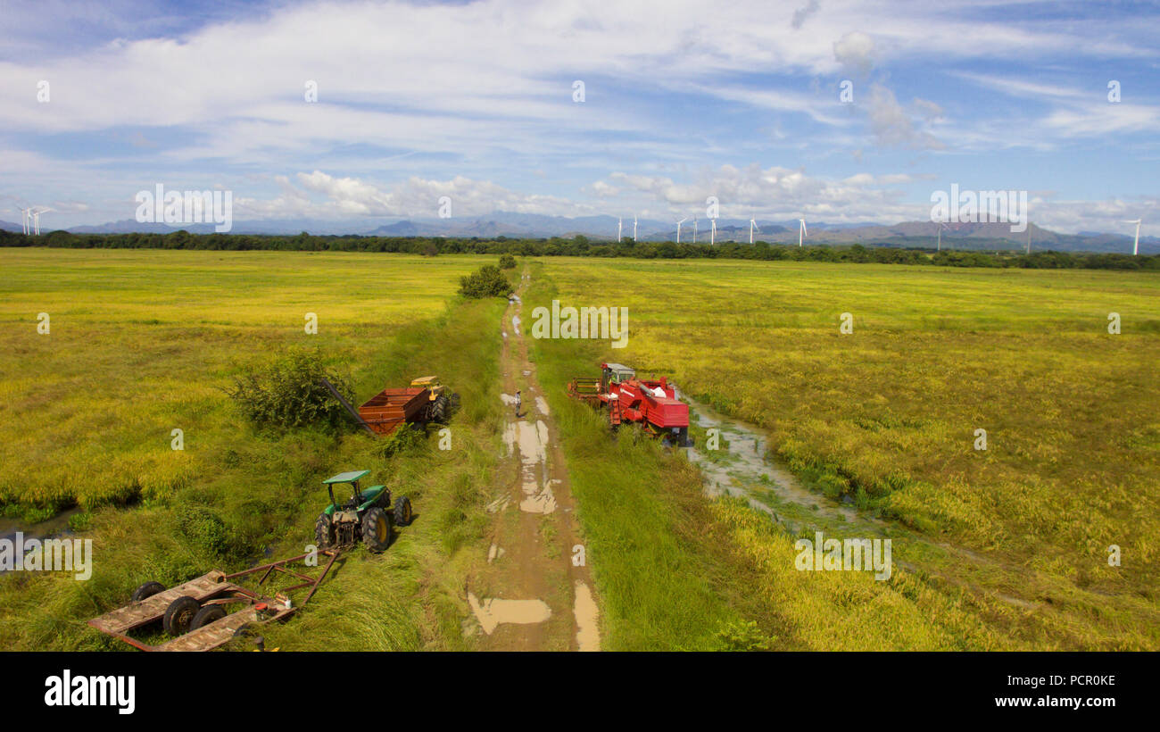 Aerial view of Rice Harvester Combine machine and tractors getting ...