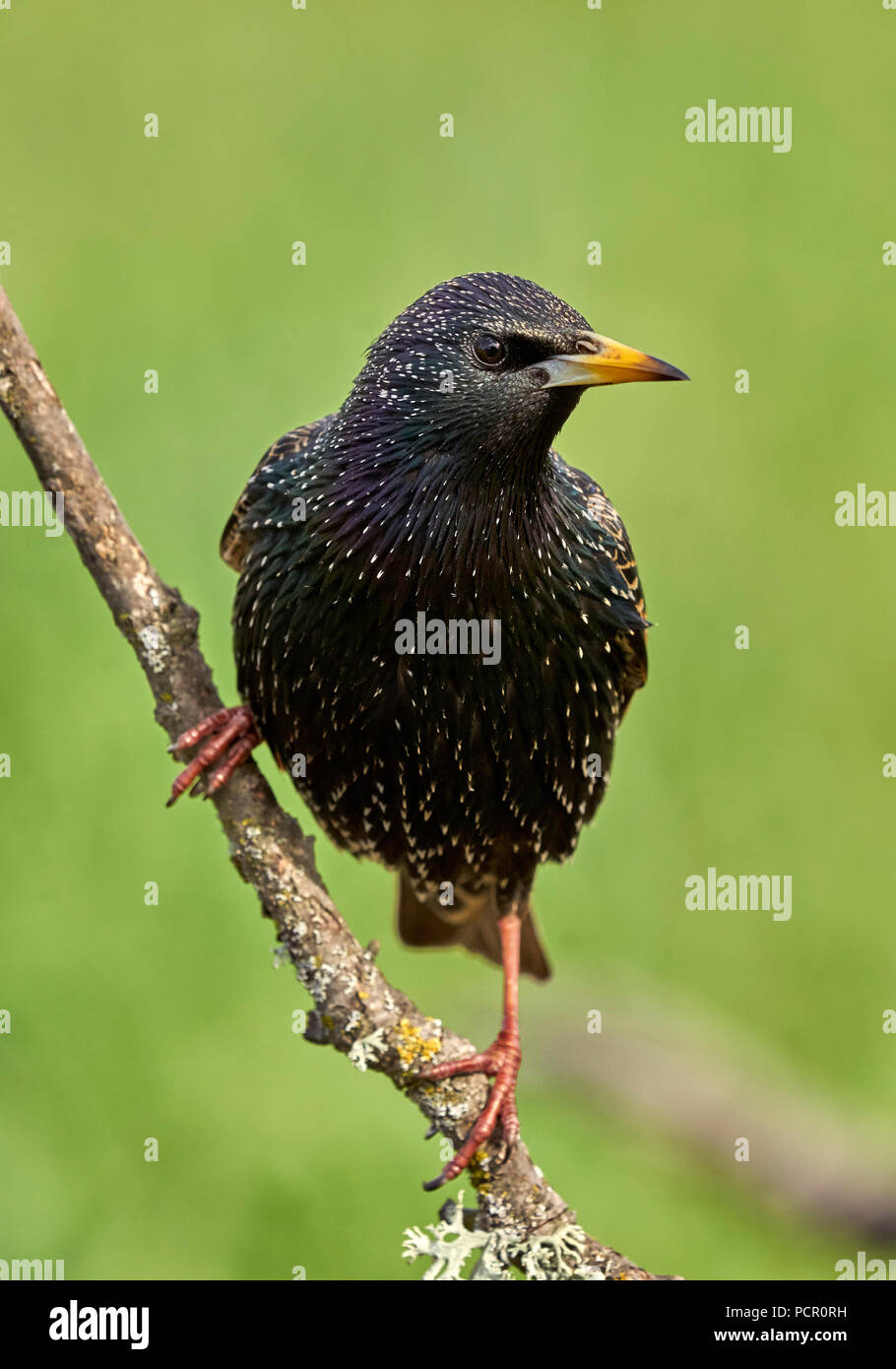 California native birds hi-res stock photography and images - Alamy