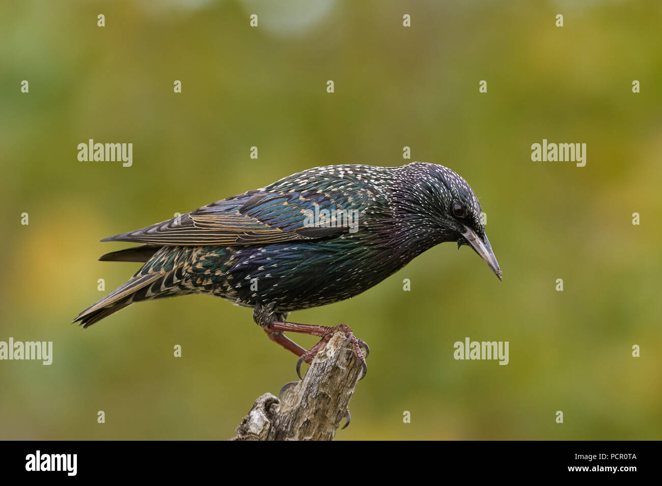 California native birds hi-res stock photography and images - Alamy