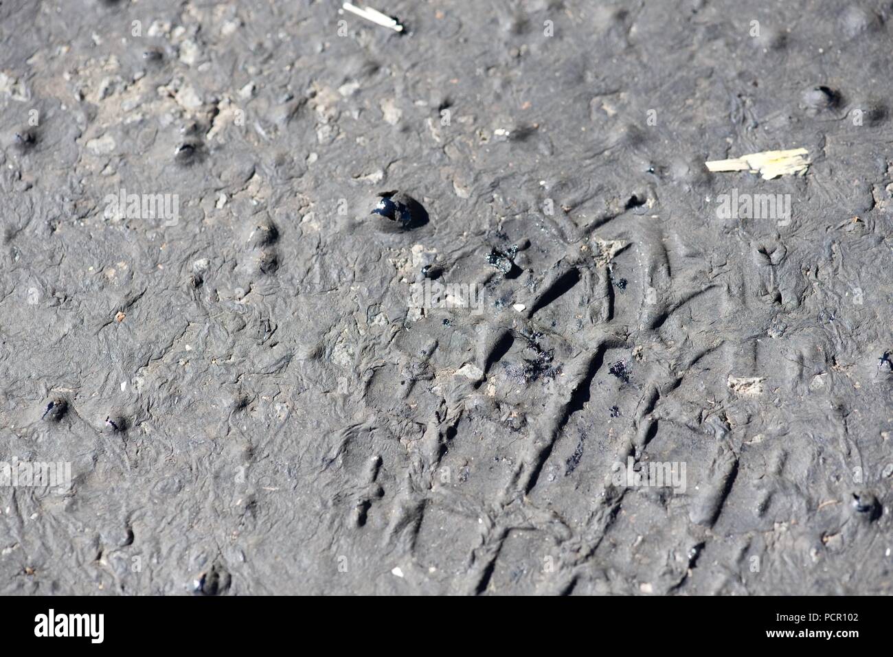 Heatwave: rising temperatures melt the tar macadam surface of the road ...