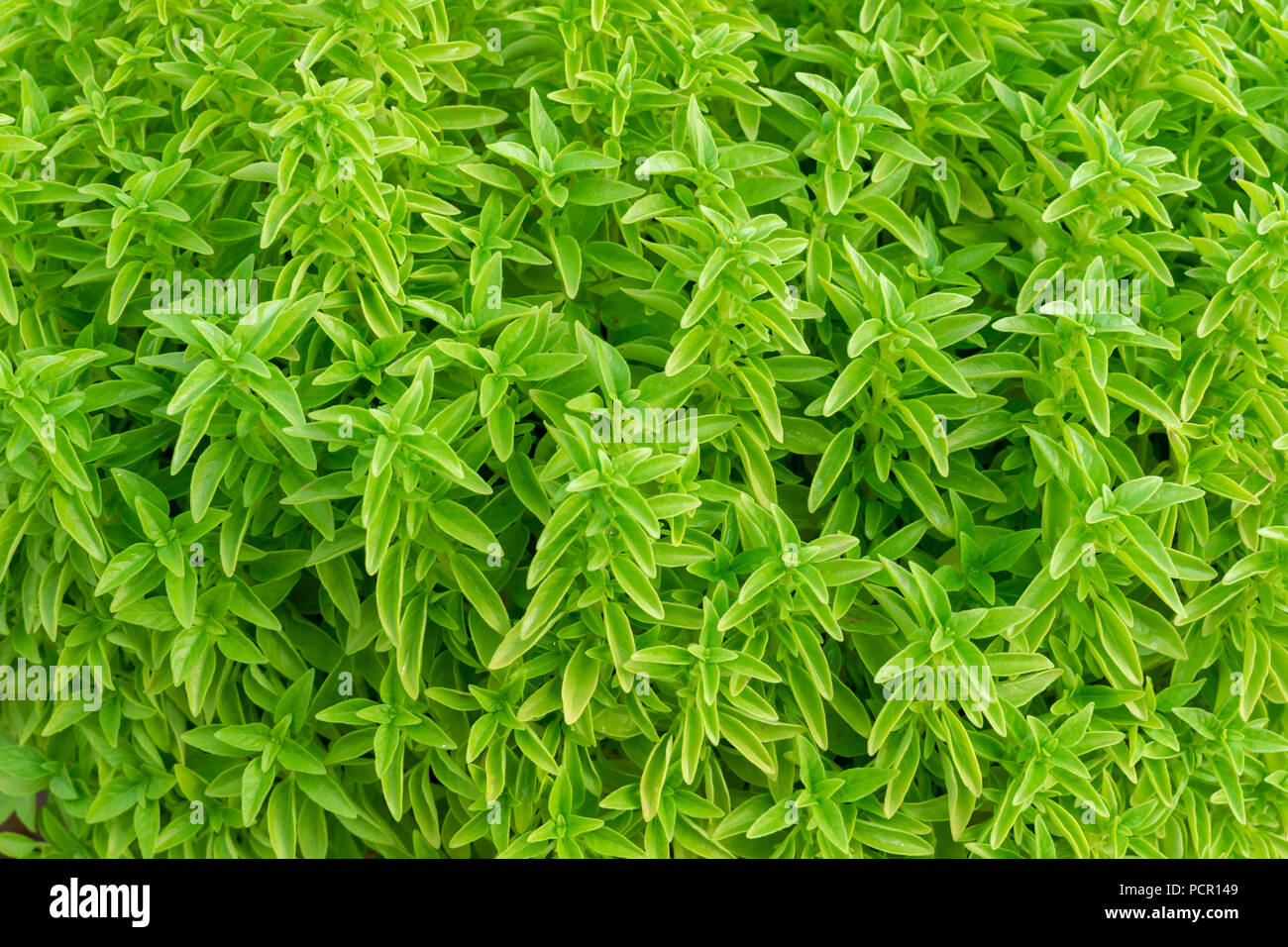 Ocimum basilicum 'Fino Verde', small leaves basil, close up detail ...