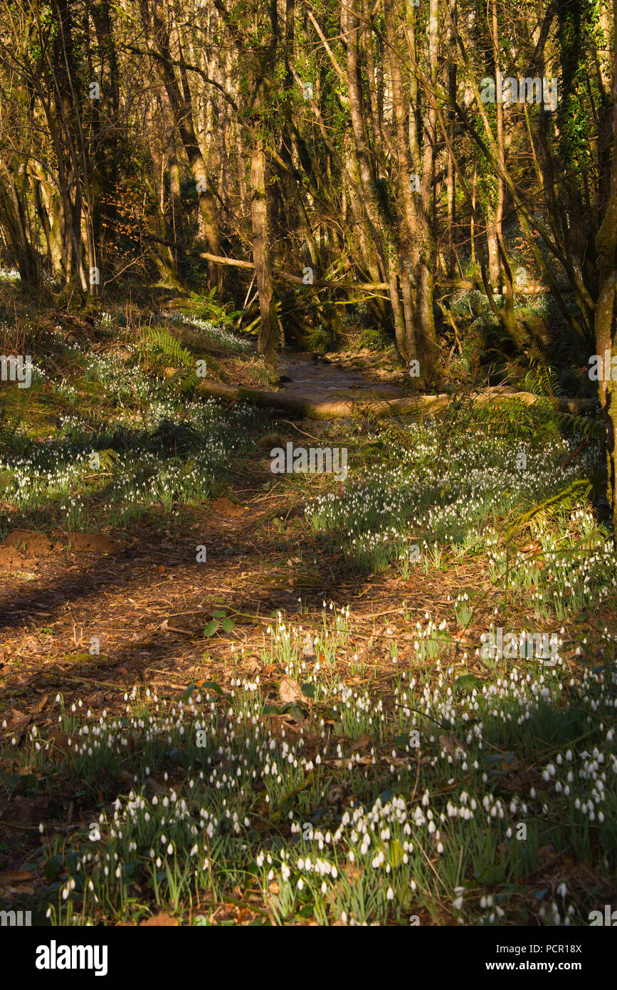 Banks of snowdrops in North Hawkwell Woods 'Snowdrop Valley' near ...