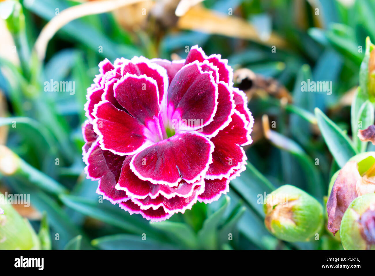 Sweet William Dianthus carnation mini, close up detail Stock Photo - Alamy