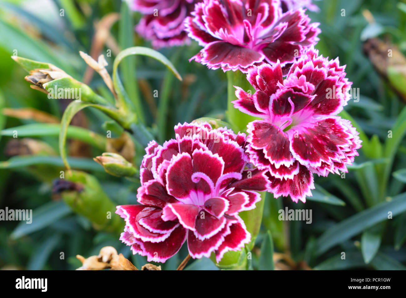 Sweet William Dianthus carnation mini Stock Photo - Alamy