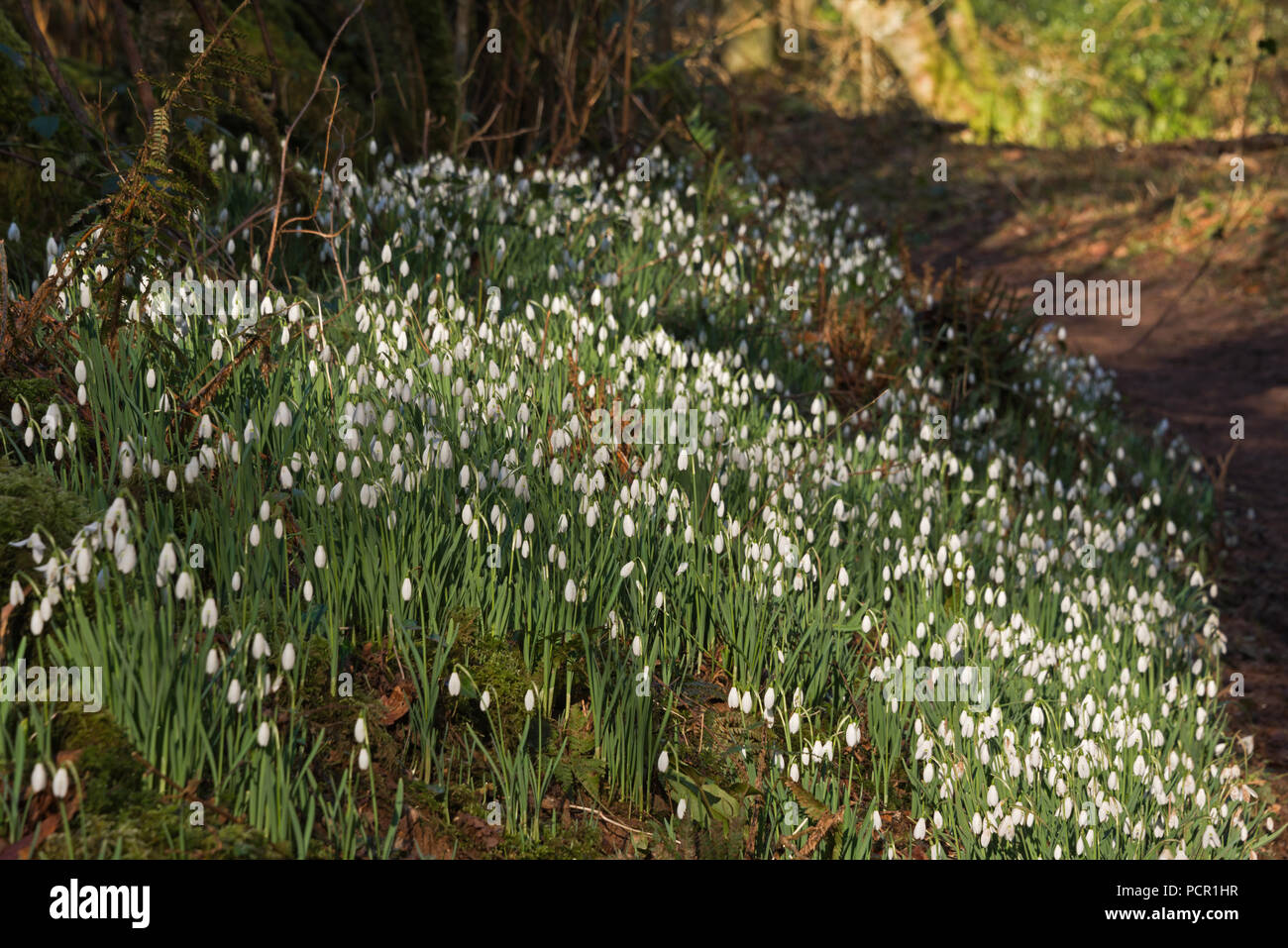 Banks of snowdrops in North Hawkwell Woods 'Snowdrop Valley' near ...