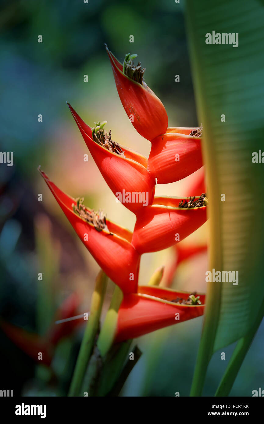 Photo of a macro of bright exotic red flowers in a tropical forest ...