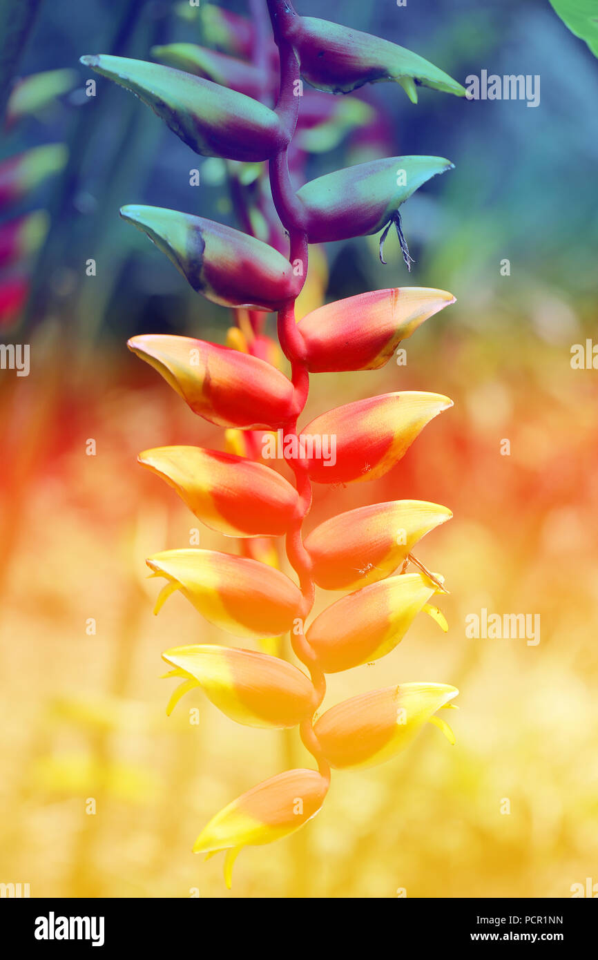 Photo of a macro of bright exotic red flowers in a tropical forest ...