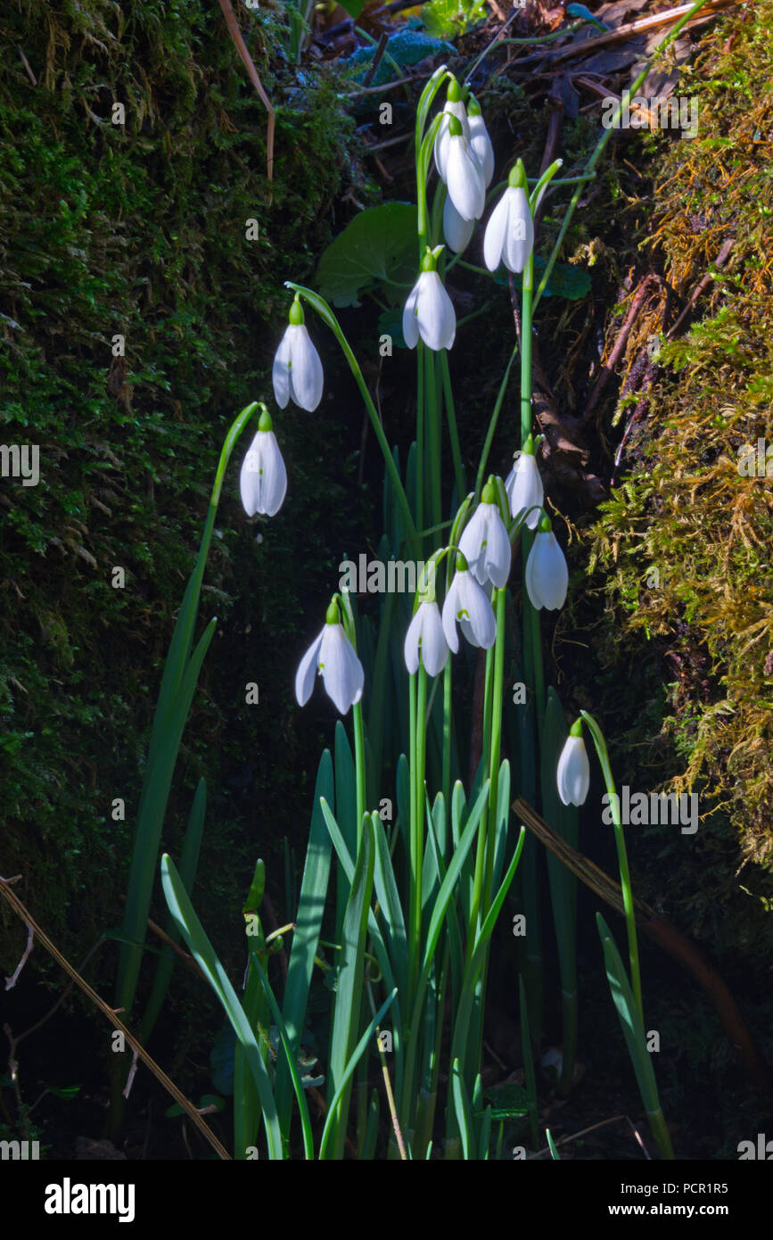 Banks of snowdrops in North Hawkwell Woods 'Snowdrop Valley' near ...