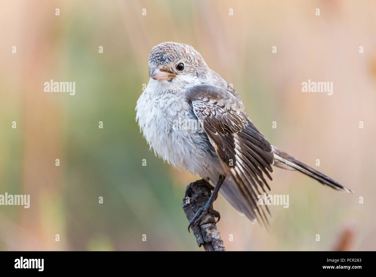 young Lanius meridionalis or Alcaudon Comun on branch Stock Photo - Alamy
