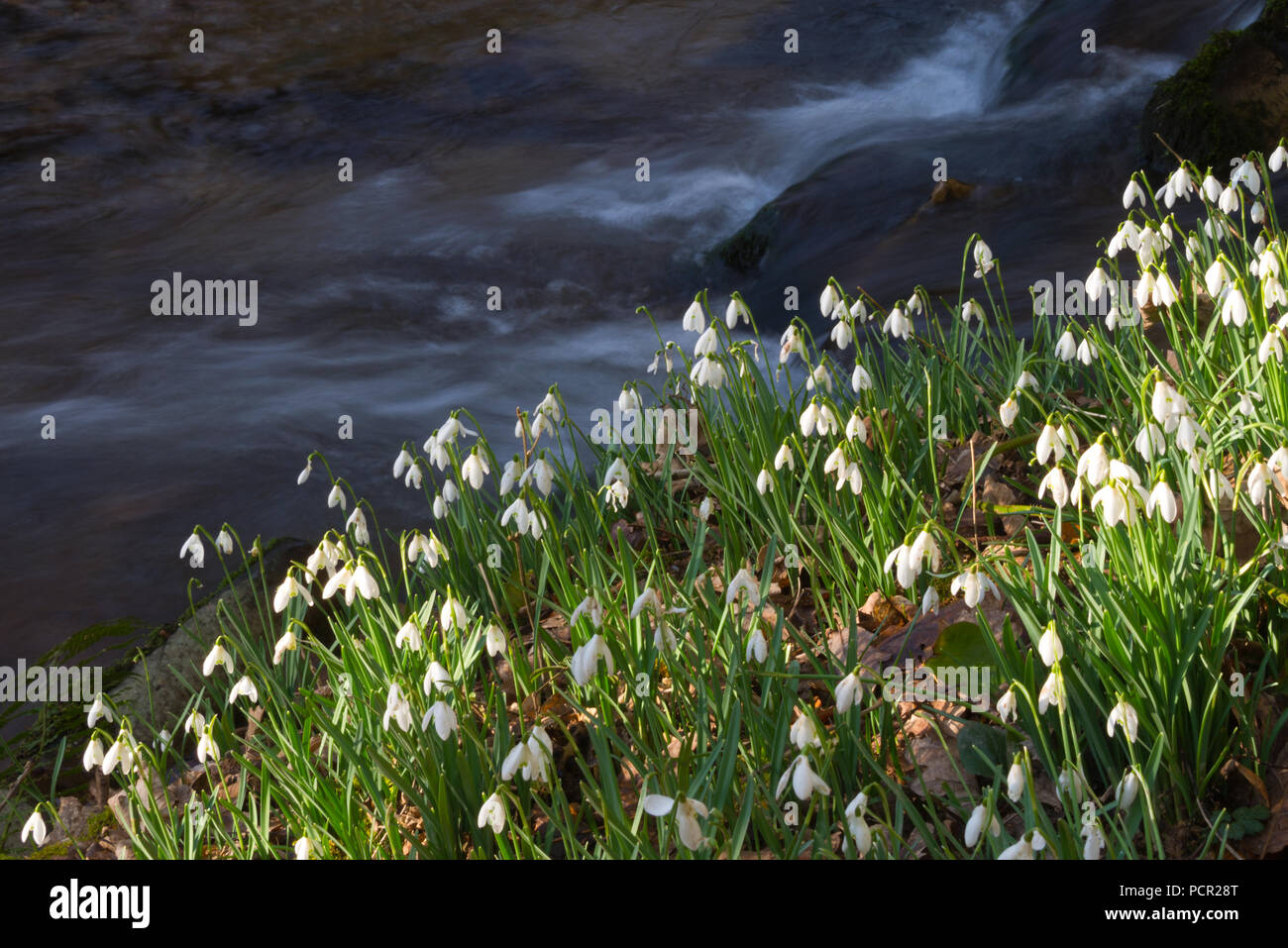 Banks of snowdrops in North Hawkwell Woods 'Snowdrop Valley' near ...