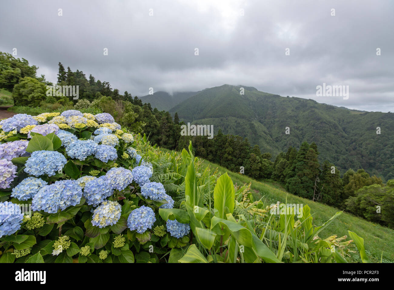 Blue hydrangea macrophylla in Serra da Tronqueira, São Miguel, Azores ...