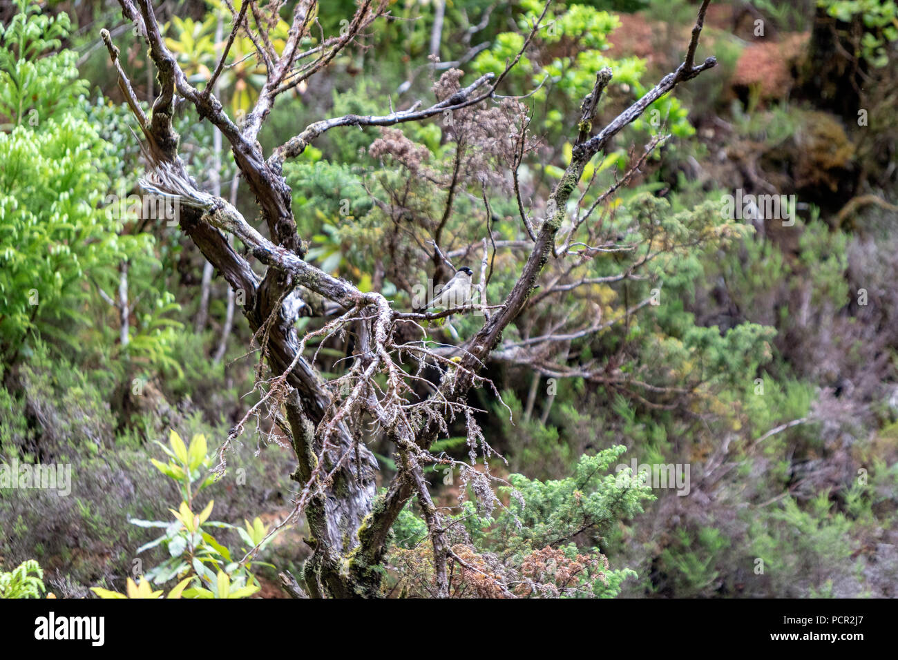 The Azores bullfinch, Pyrrhula murina, or locally Priolo, is an ...