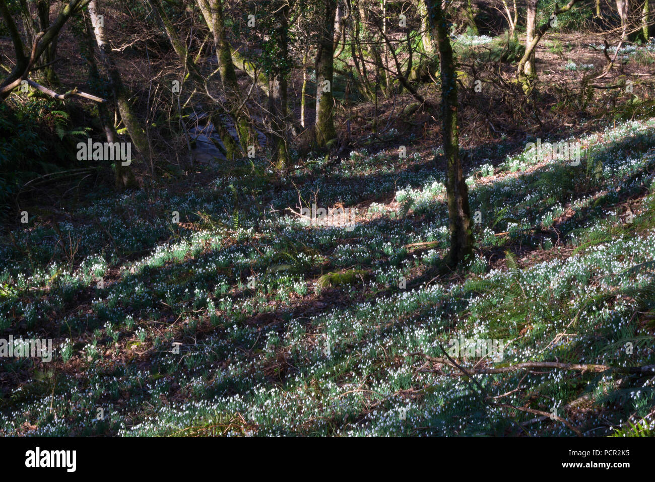 Banks of snowdrops in North Hawkwell Woods 'Snowdrop Valley' near ...