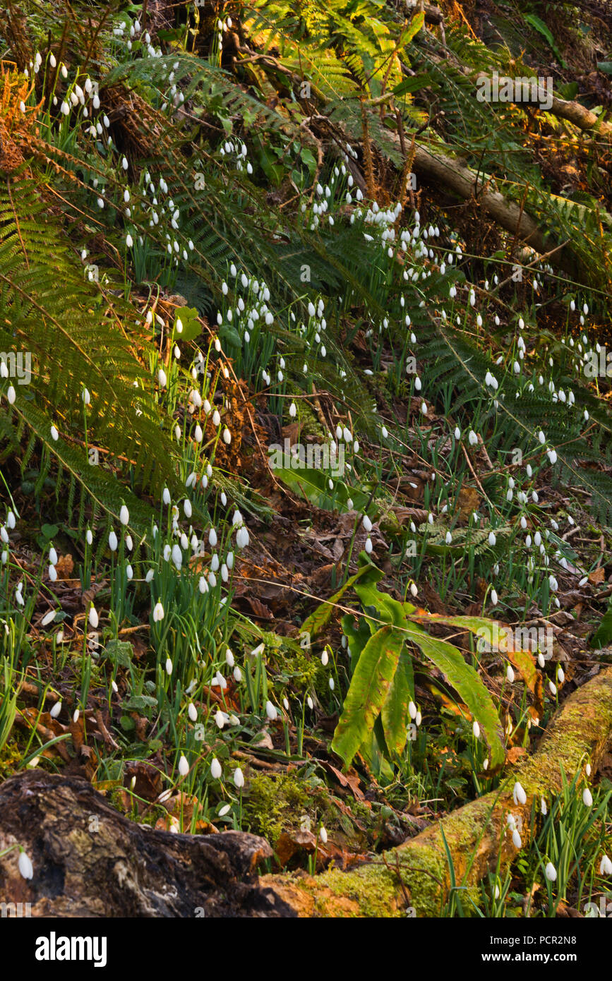 Banks of snowdrops in North Hawkwell Woods 'Snowdrop Valley' near ...