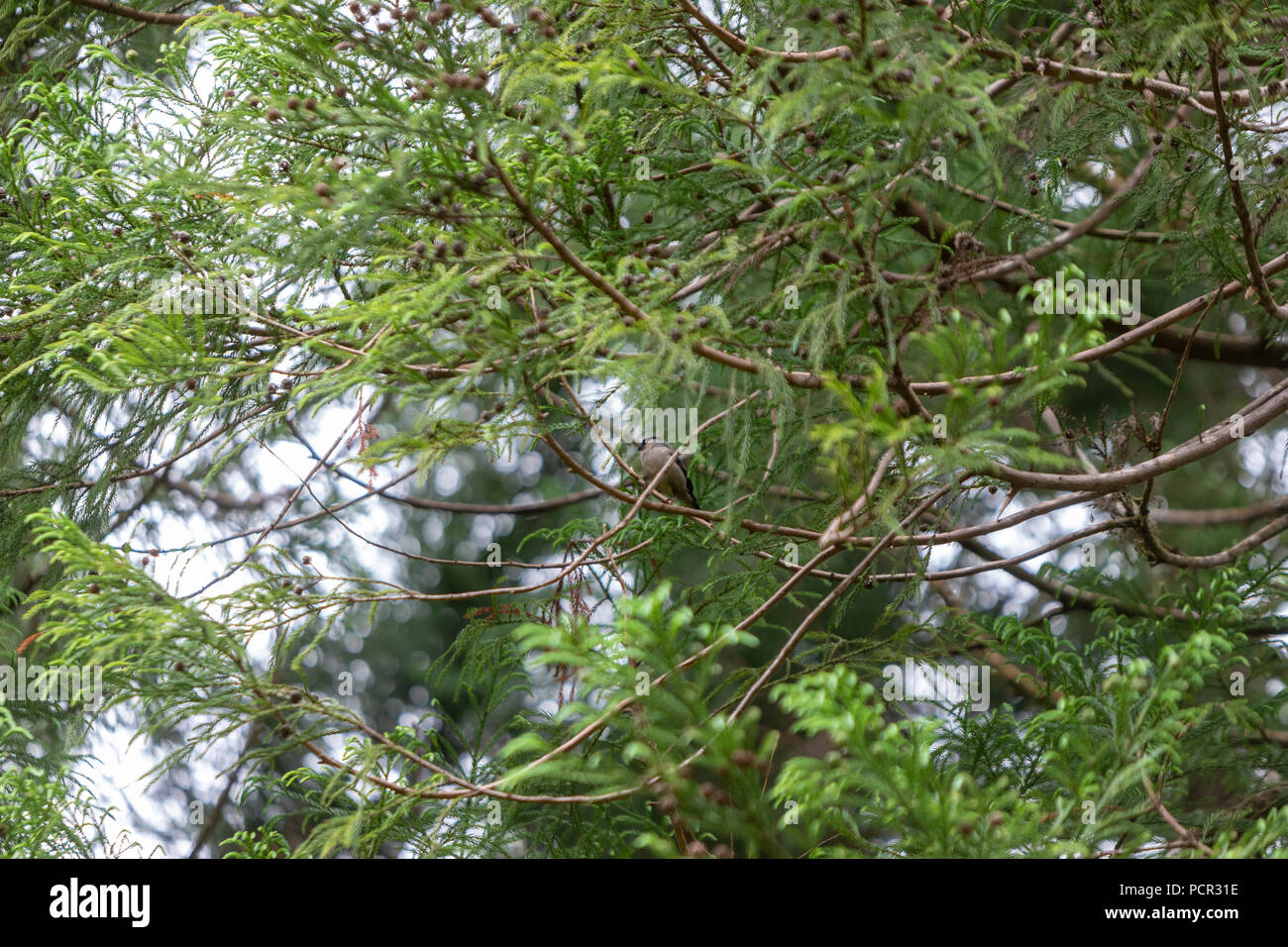 The Azores bullfinch, Pyrrhula murina, or locally Priolo, is an ...