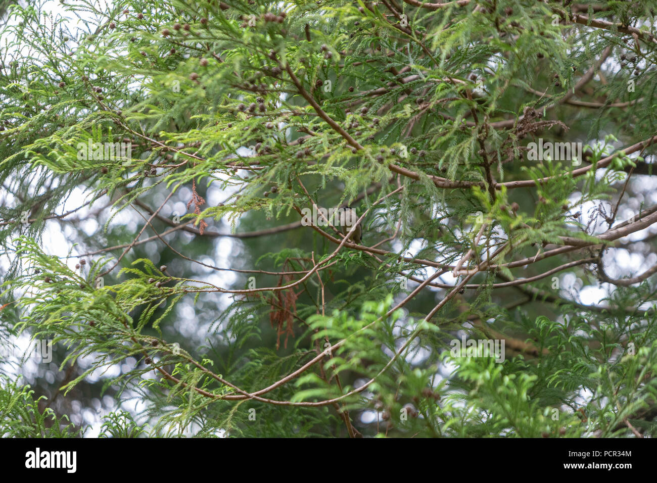 The Azores bullfinch, Pyrrhula murina, or locally Priolo, is an ...
