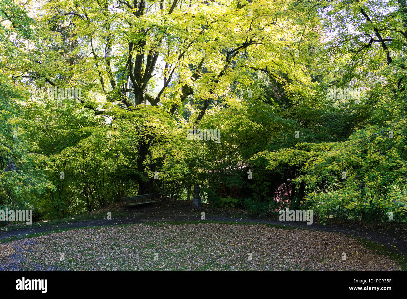 big tree in park front view with day light friendly mood Stock Photo ...