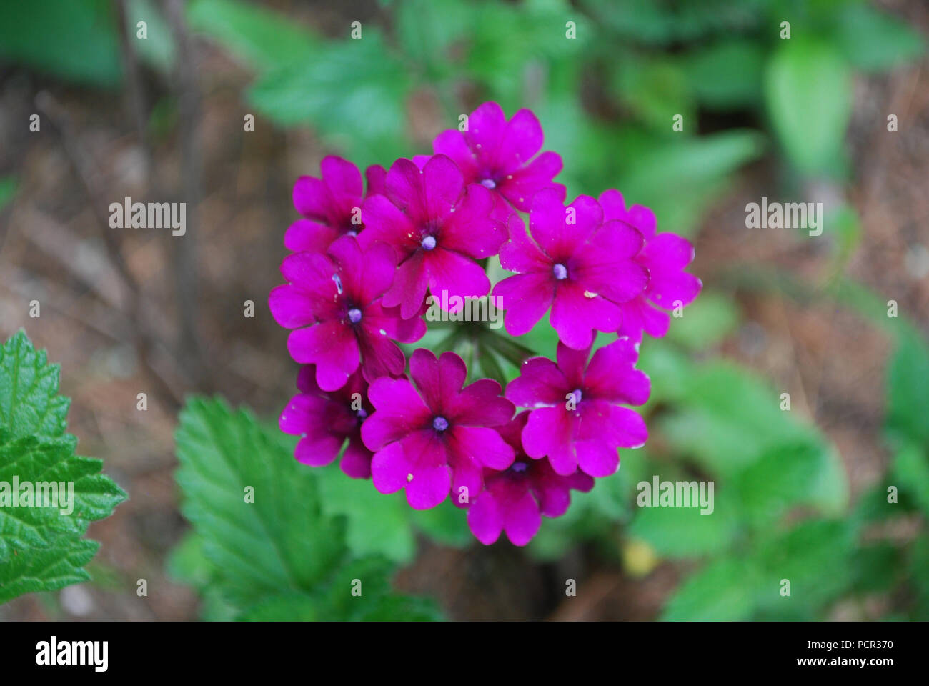 Heliotrope in the garden hi-res stock photography and images - Alamy