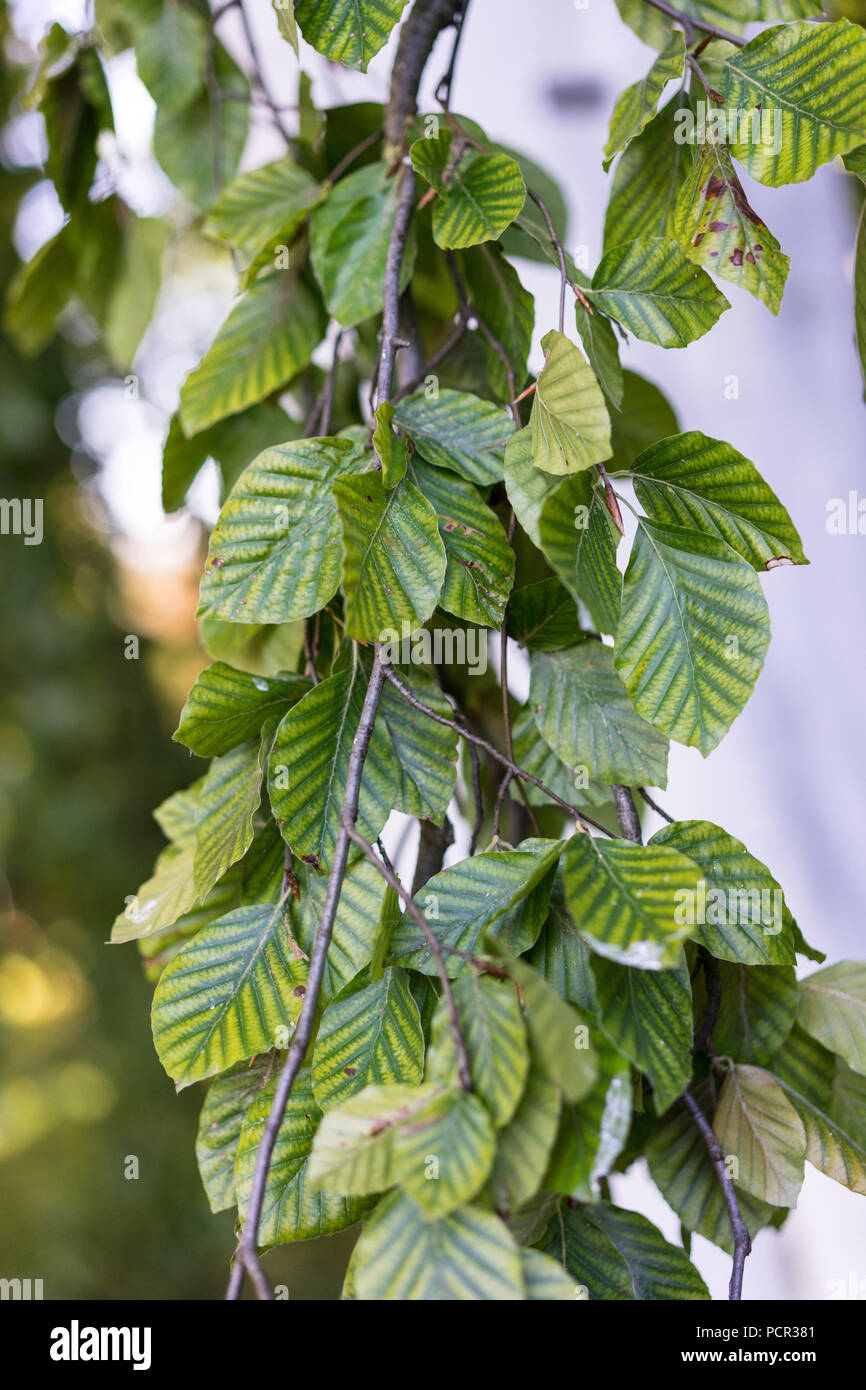 of fagus silvatica pendula beech tree close up Stock Photo - Alamy