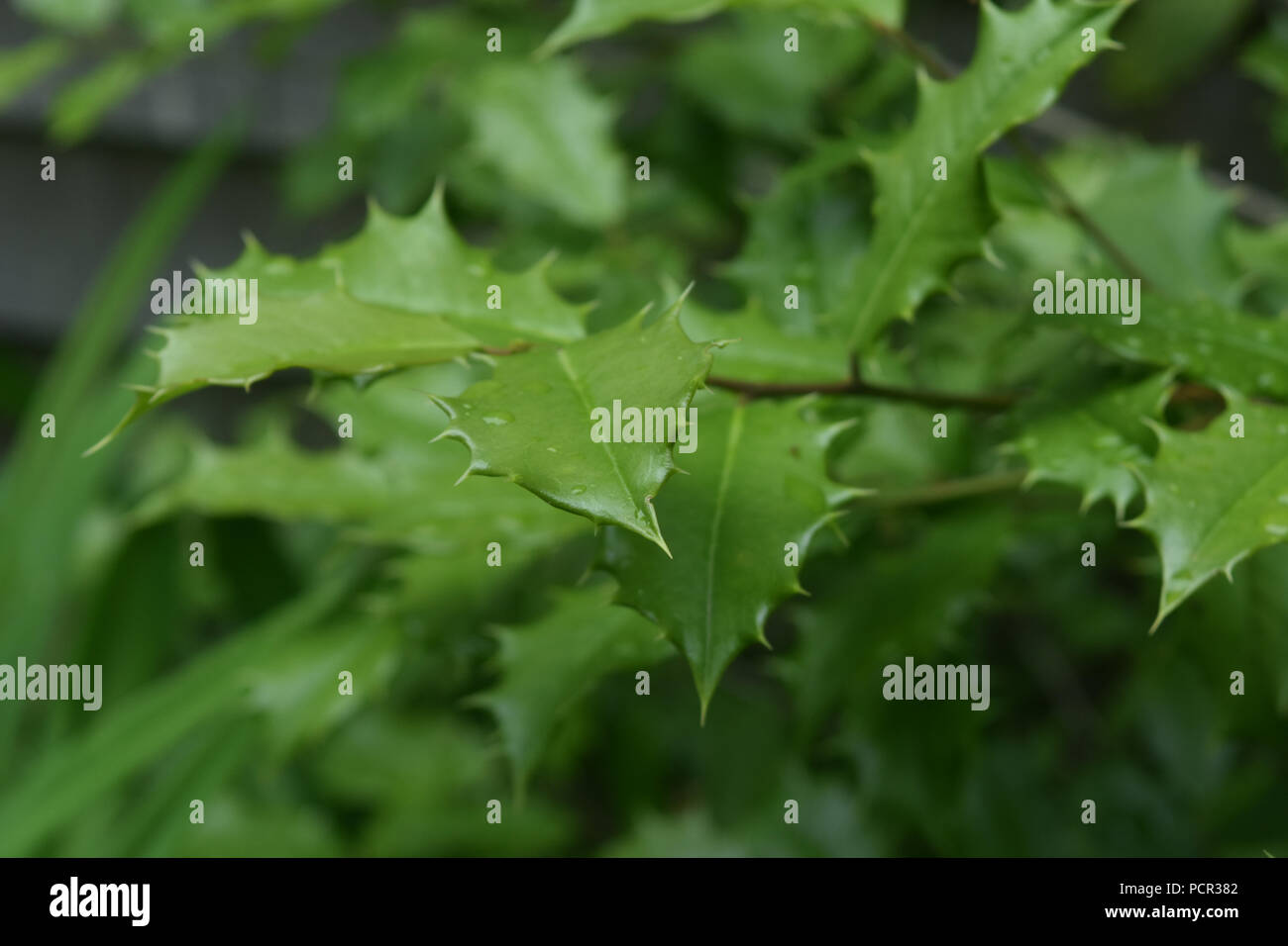 Pretty Green Holly Plant Growing In Nature Stock Photo - Alamy
