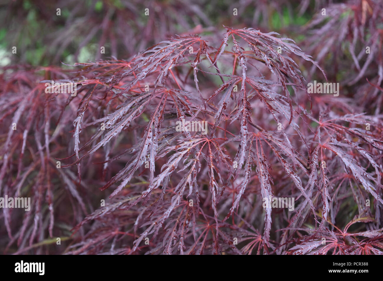 Lovely Image of a Red Japanese Maple Stock Photo - Alamy