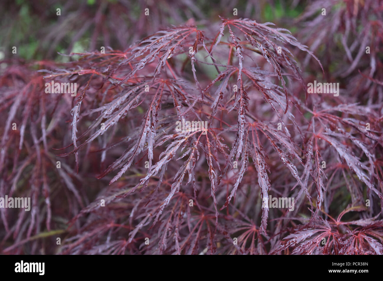 Stunning Close Up of a Red Japanese Maple Stock Photo - Alamy