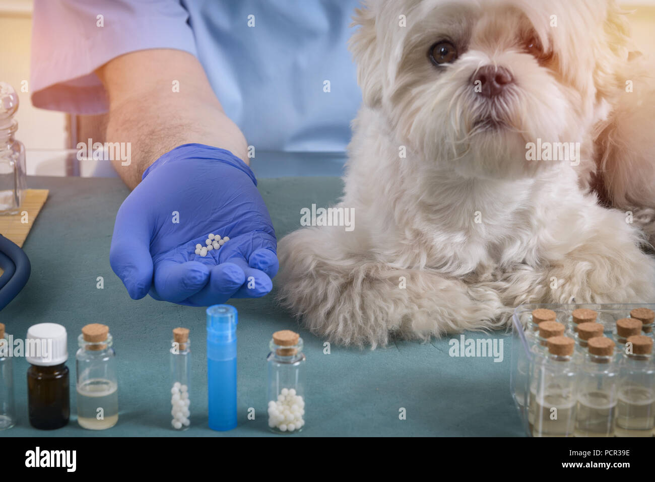Vet holding homeopathic globules for a little maltese dog Stock Photo ...