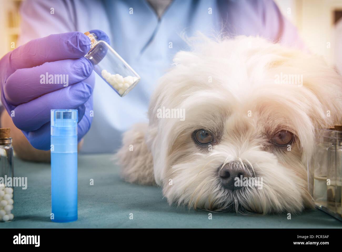 Vet holding homeopathic globules for a little maltese dog Stock Photo ...