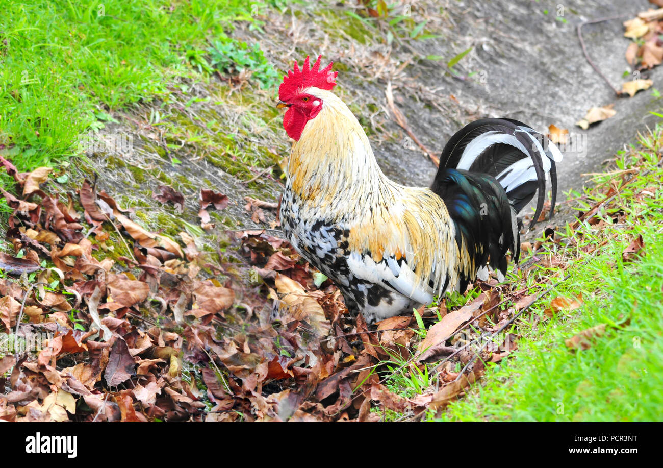 Big rooster walking around a farm's backyard Stock Photo - Alamy
