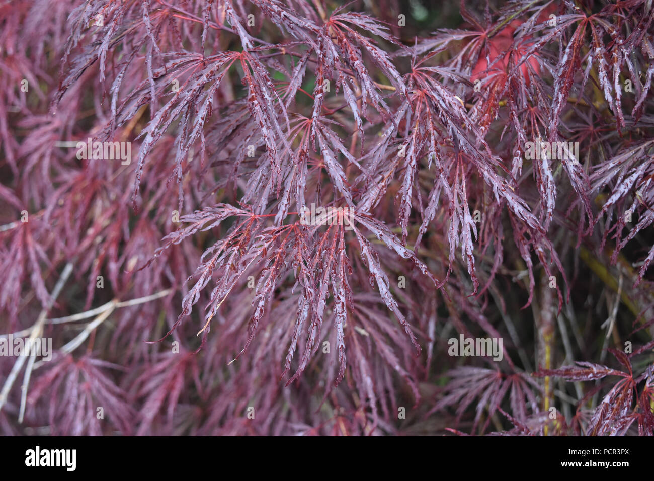 Breathtaking Red Split Leaf Japanese Maple Up Close Stock Photo - Alamy