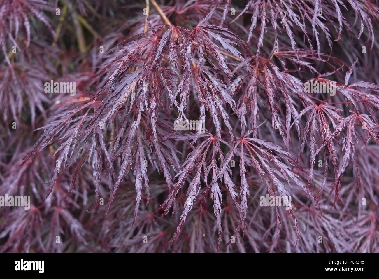 Captivating Red Split Leaf Japanese Maple Up Close Stock Photo - Alamy