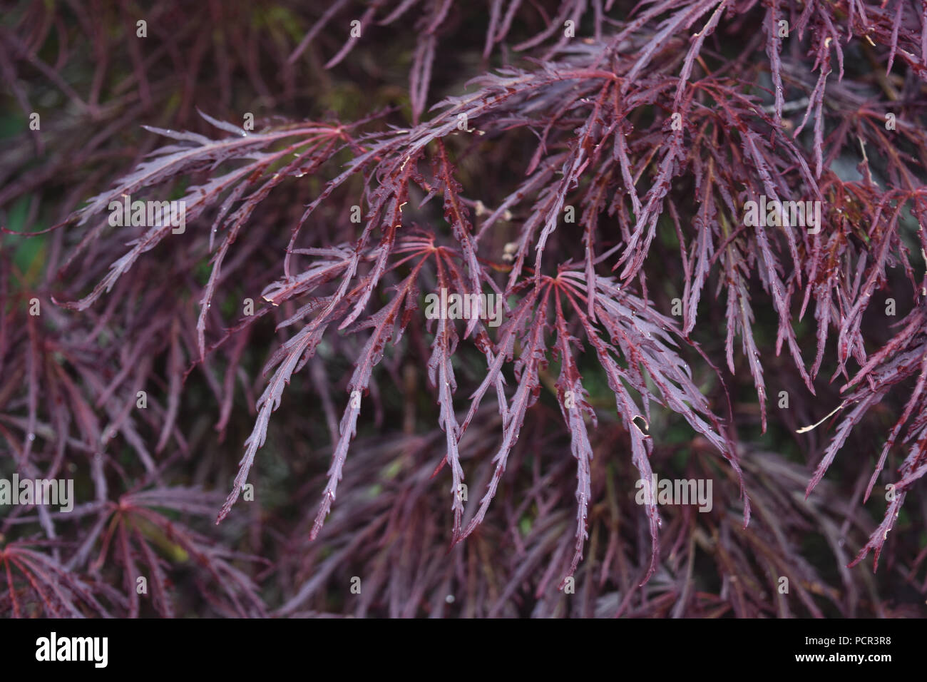 Captivating Close Up of a Red Japanese Maple Tree Stock Photo - Alamy