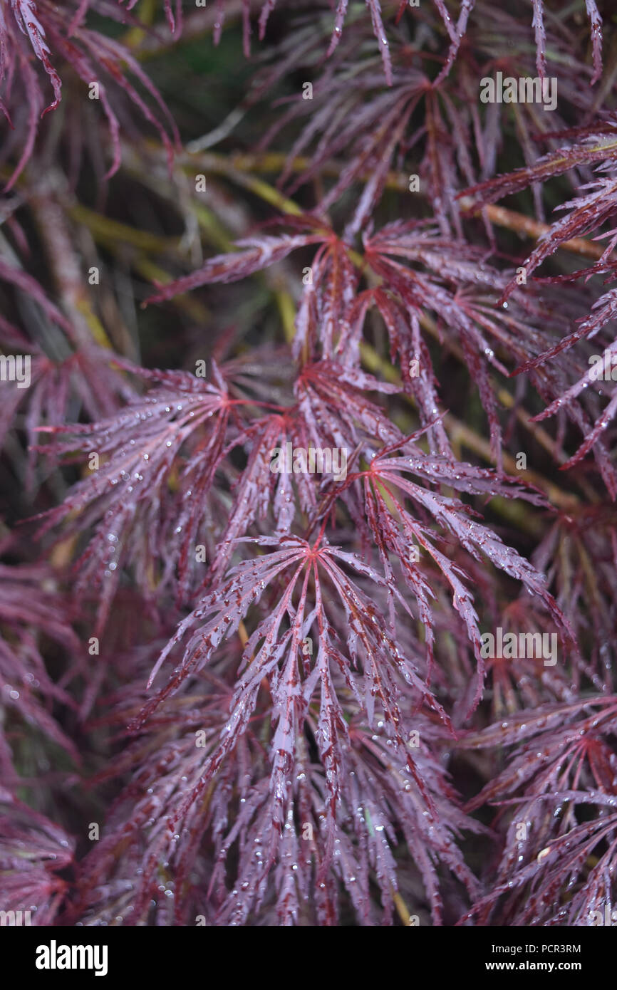 Gorgeous Red Split Leaf Japanese Maple Up Close Stock Photo - Alamy