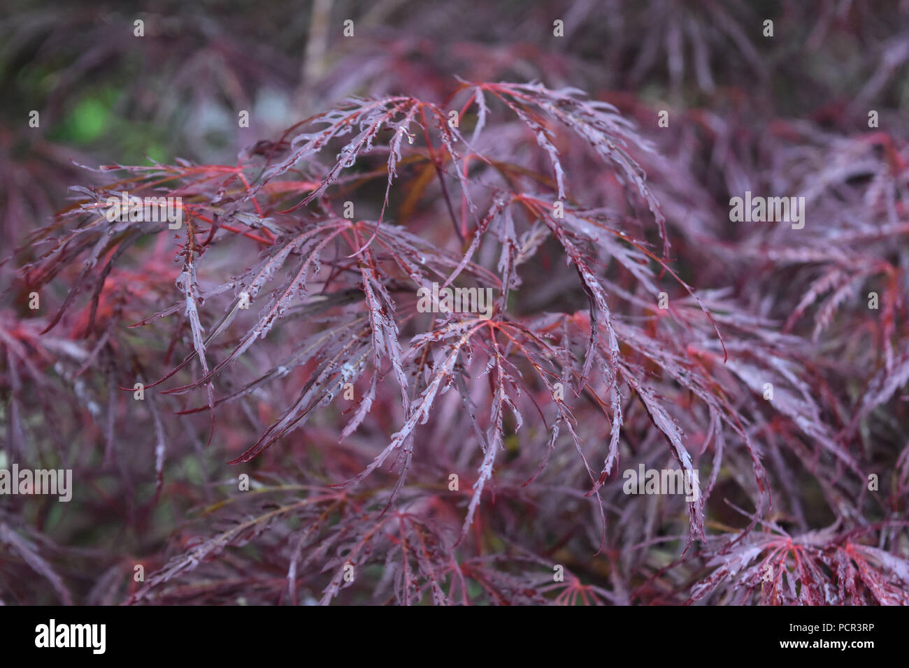 Beautiful Red Split Leaf Japanese Maple Up Close Stock Photo - Alamy