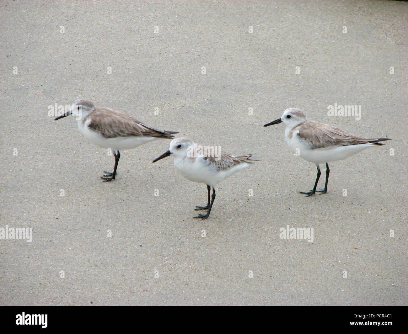 Three small sandpiper sea birds on a beach Stock Photo - Alamy