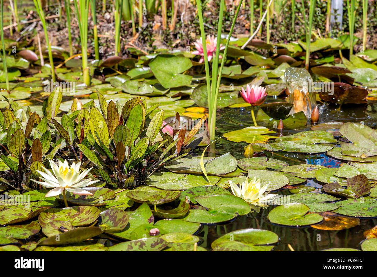 Flowers of a water lily in a small pond Stock Photo - Alamy