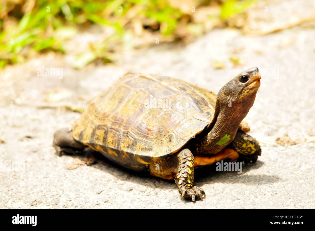 Small turtle walking on a garden Stock Photo - Alamy
