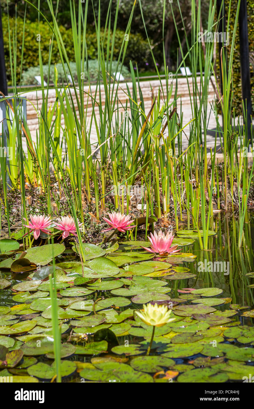 Flowers of a water lily growing in an artificial pond Stock Photo - Alamy