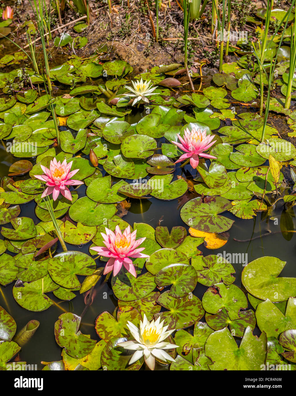 Five flowers lake hi-res stock photography and images - Alamy