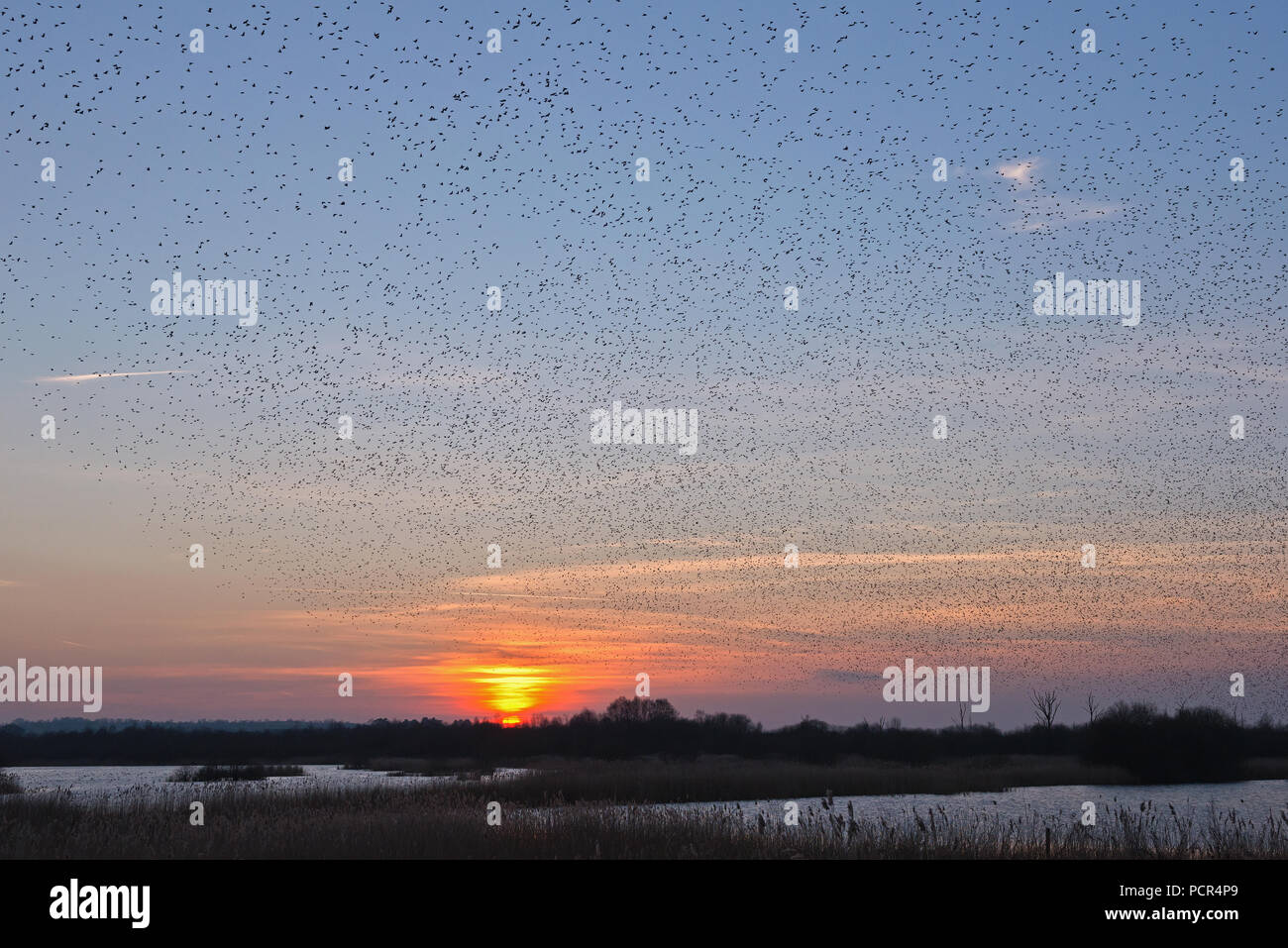 Thousands of starlings performing their evening murmuration in the ...